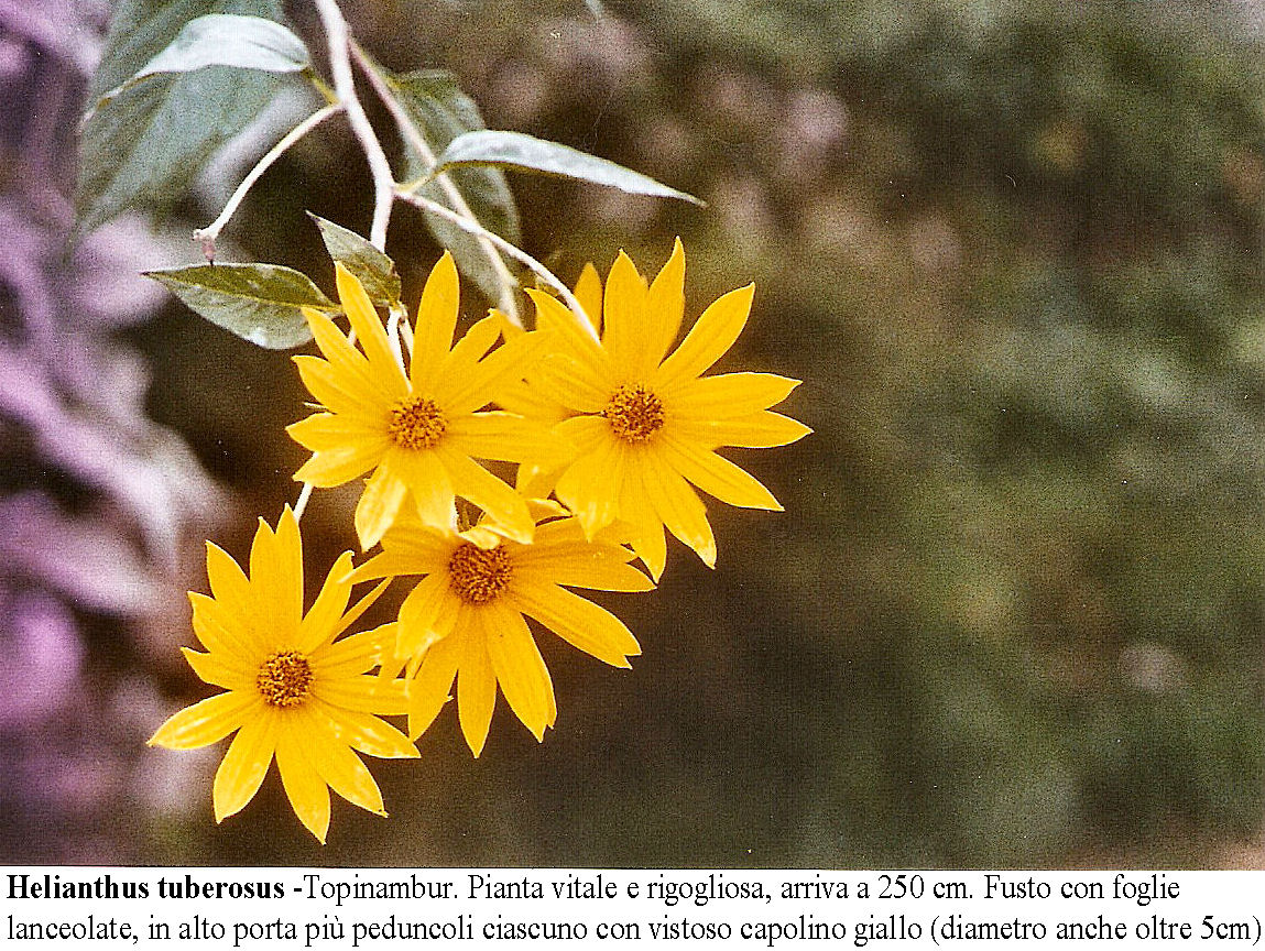 FiorAutunno